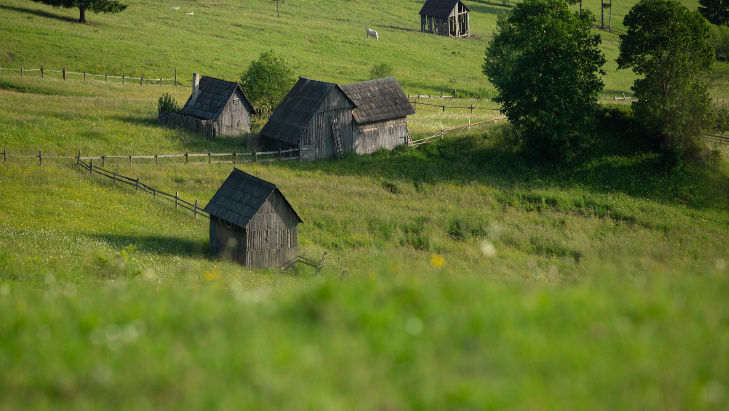 Sadova Facts & FAQ - Sadova | Despre Sadova Bucovina